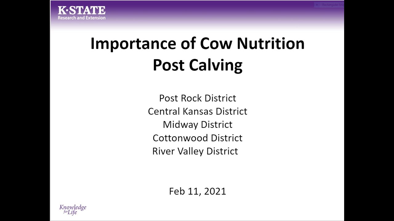 Post Calving Nutrition - YouTube