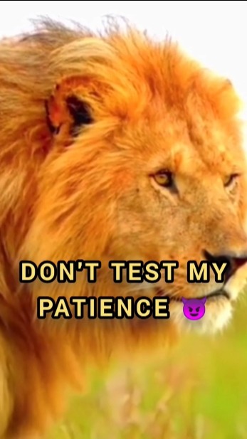 Don't Test My Patience 😈 Sigma male short #shorts#short#sigma #attitude ...