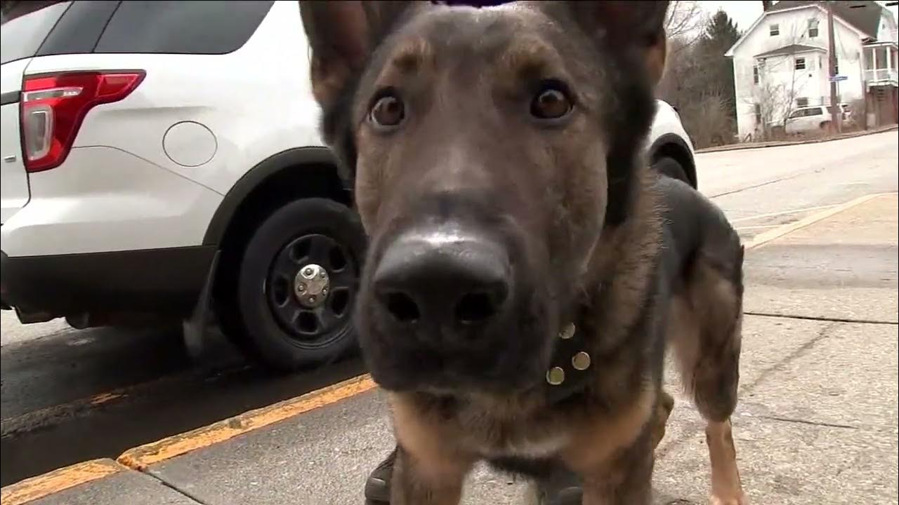 Police K 9 Helps Track Down Missing Man Youtube