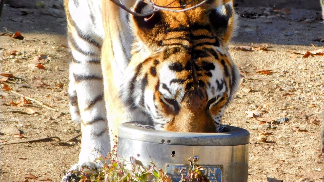 Amur tiger gets a drink and then walks around habitat at Philadelphia ...