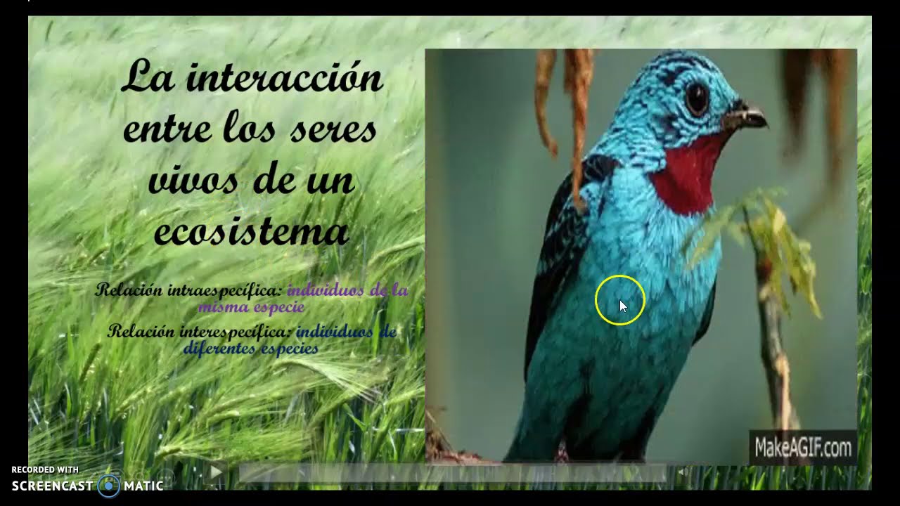 Principales Interacciones Entre Los Seres Vivos Histo