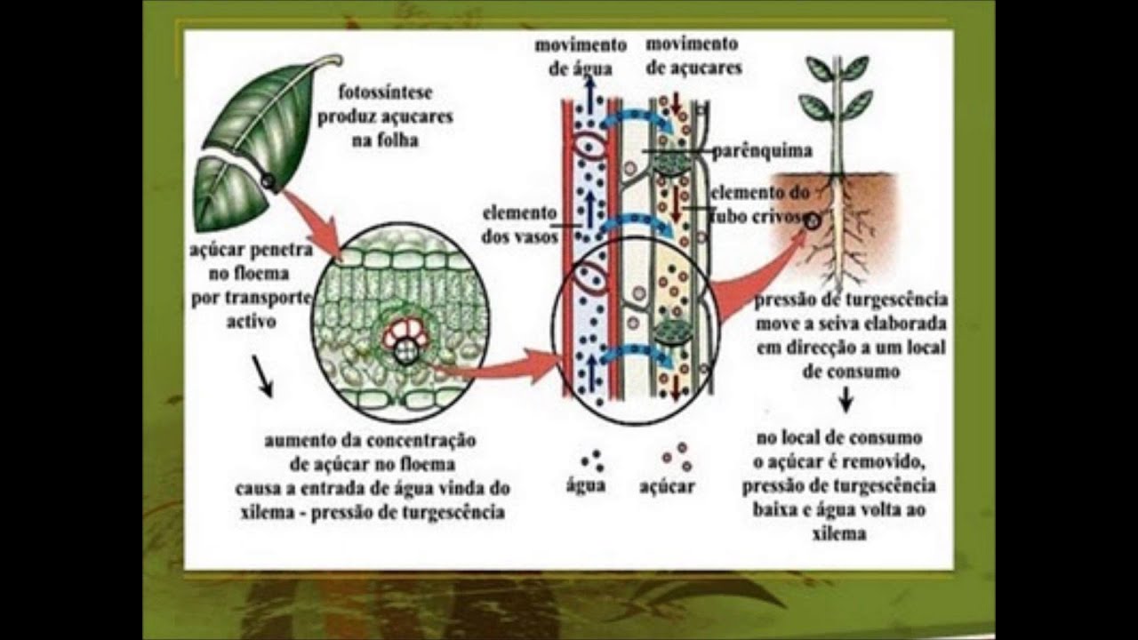 tecidos vegetais - YouTube