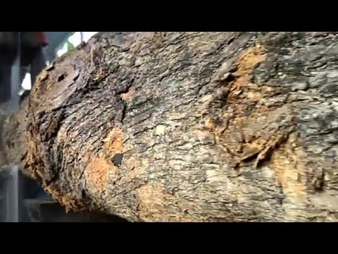 BU ŞEKİLDE BİR GÜNDE 2000$ KAZANMAK KOLAY