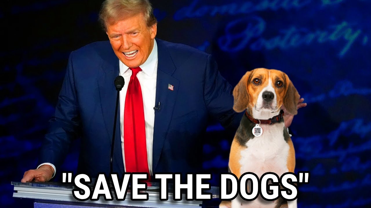 🎵 Save the Dogs (Lyrics) - YouTube