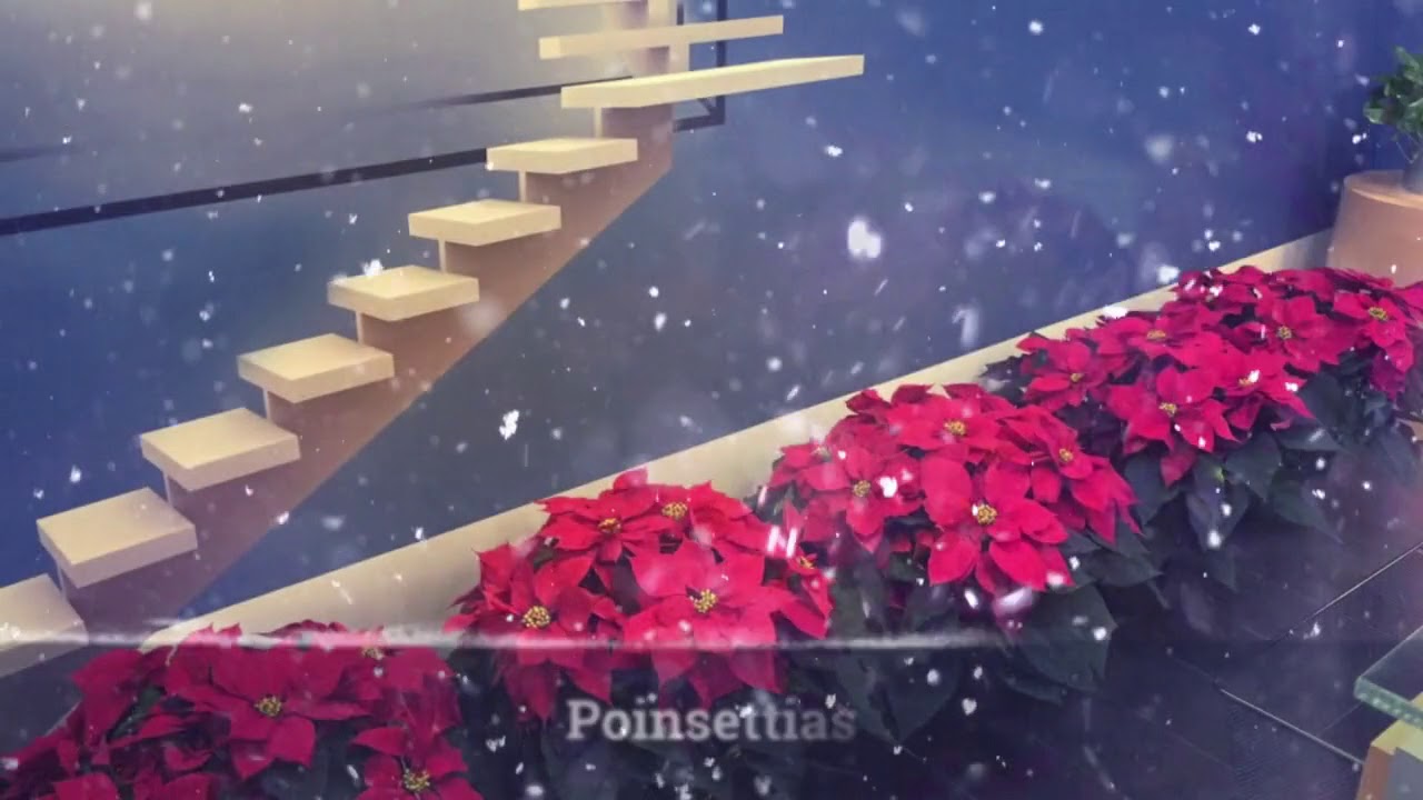 Holiday Designs by PDI PLants Inc - YouTube