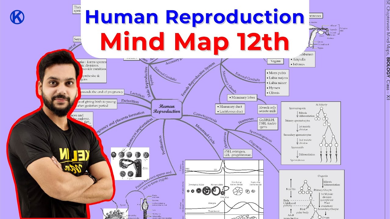 Human Reproduction In One Shot Class 12 Biology Chapter 3 Mind