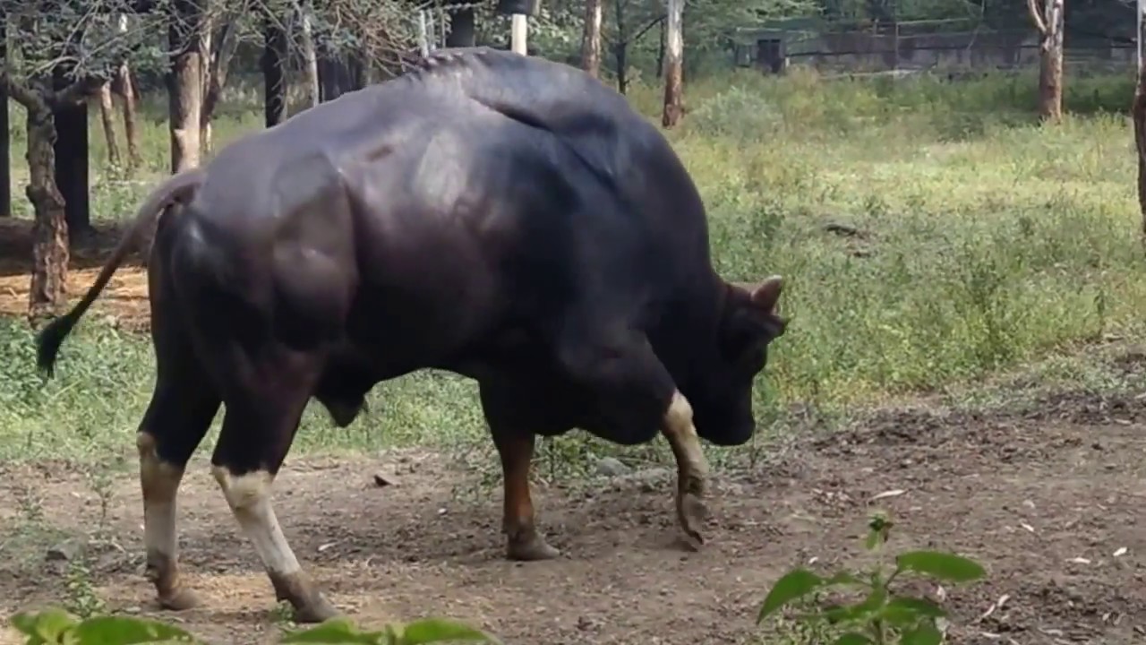 Bahubali Bull | Wild Bull | Pune zoo - YouTube