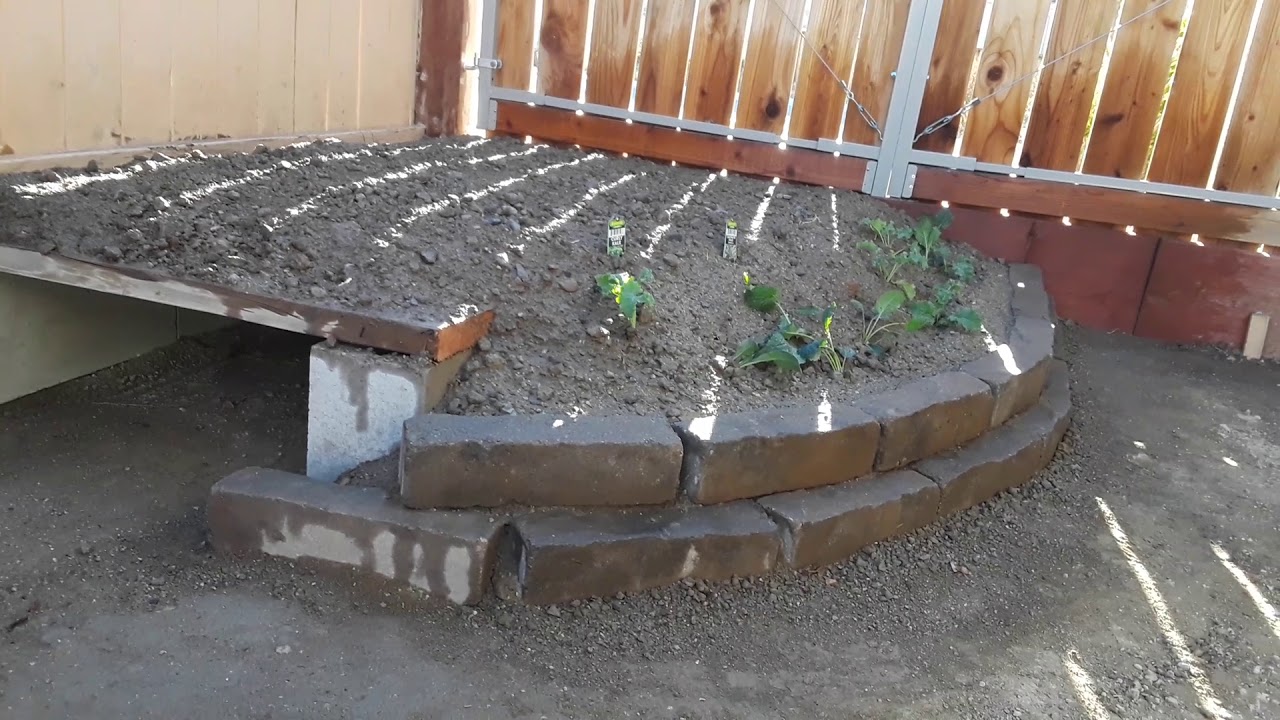 New aboveground tortoise burrow. - YouTube