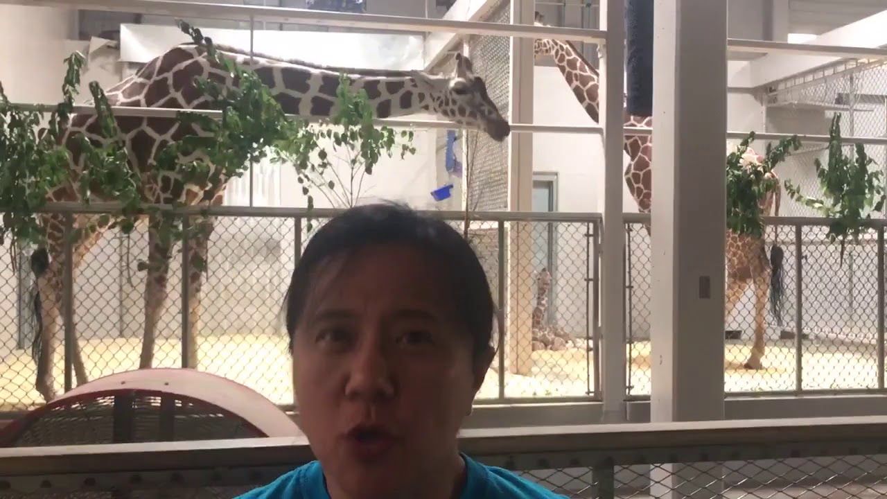 Zoo vet Shirley Llizo gives Day 2 update on Konza the giraffe - YouTube