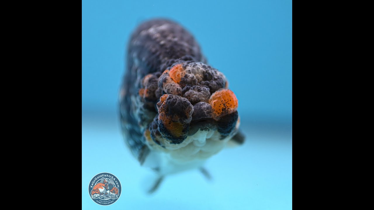 Tricolor Heavy Ink Tiger Ranchu 4in (241018_RC01) - YouTube