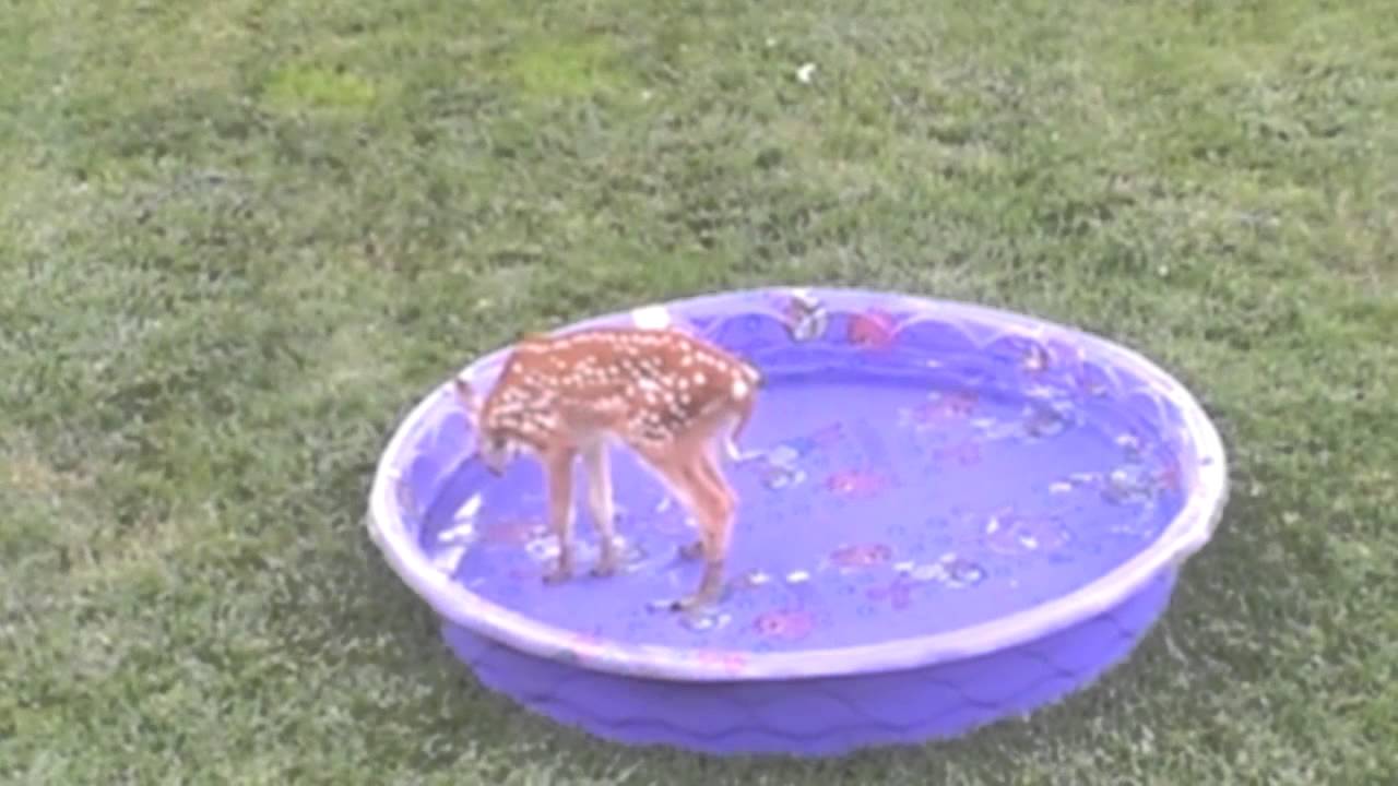 Baby deer in kiddie pool. - YouTube