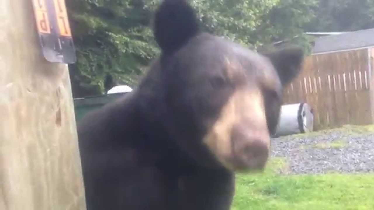 Bears are more afraid of you than you are of them, they said... - YouTube
