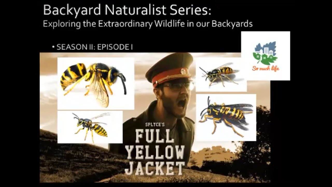 Full Yellow Jacket - Backyard Naturalist Lecture Series - YouTube