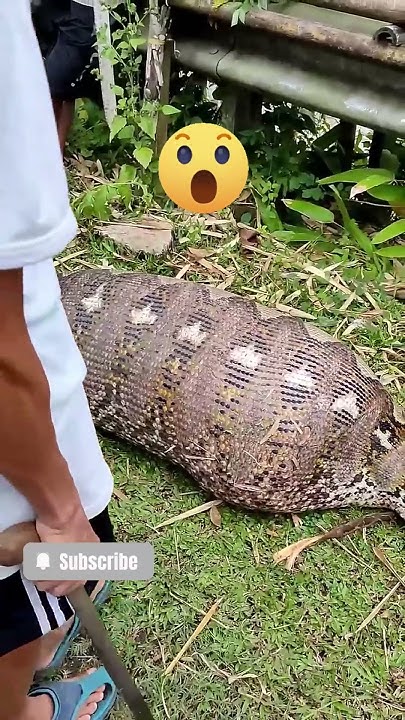SHOCKING! Giant Python Swallows a Whole Cow in Camba, South Sulawesi 🐍😱 ...