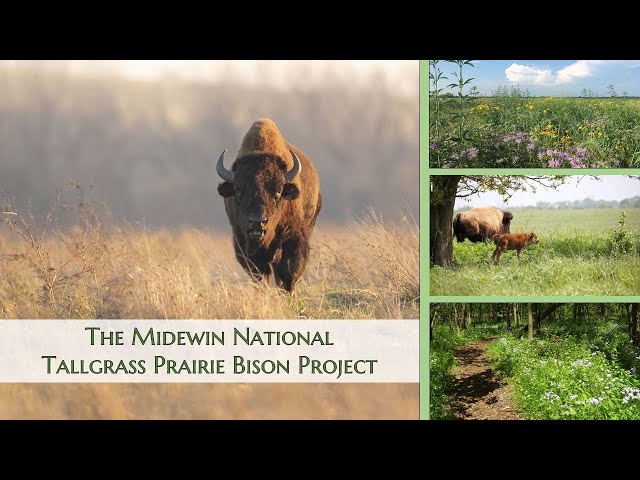 Tallgrass Prairie Bison