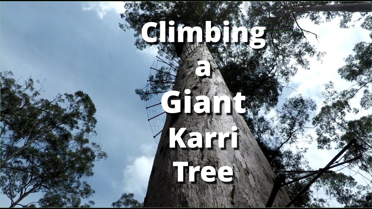 Climbing Australia's Scariest Tourist Attraction: a Giant Karri Tree ...