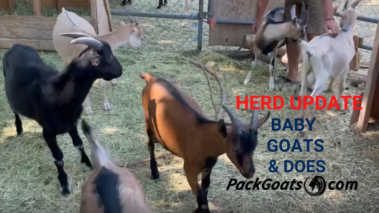 Herd Update Series 1 Part 3 Keepers of the Baby Goats & Does - YouTube