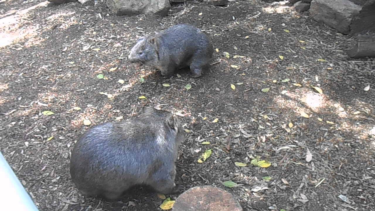 Angry Wombat Noises - YouTube