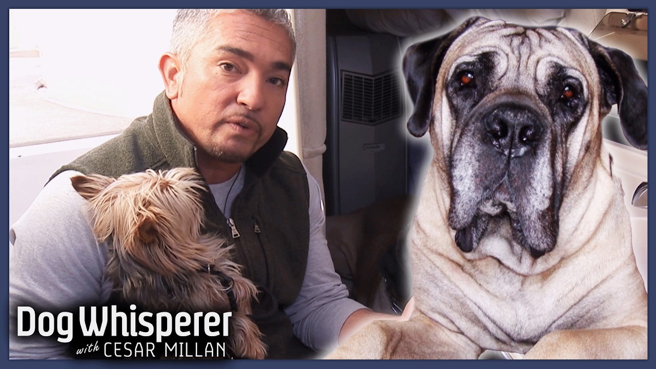 145 Pounds of Unsocialized Dog Learns To Be In Pack! | Dog Whisperer ...
