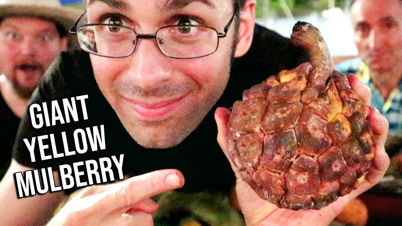 RARE FRUIT GRAB BAG - Rainforest Plum, Giant Yellow Mulberry, Bramble ...