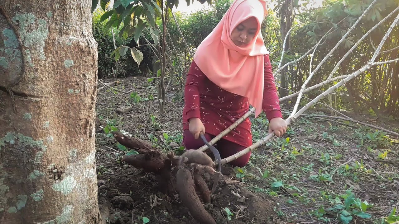 Mencabut singkong di kebun, masak di desa, membuat camilan isi gula merah (jemblem) - YouTube