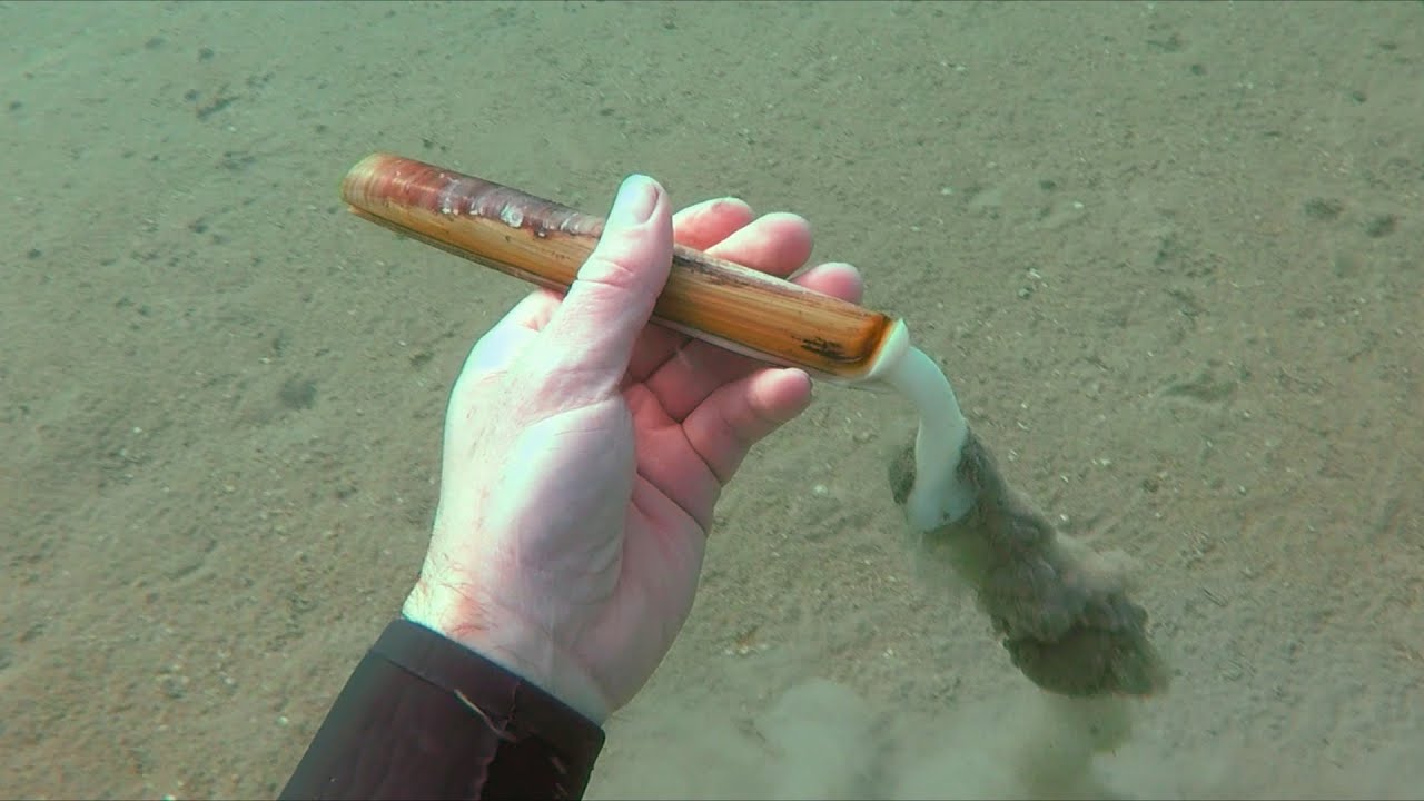 How To Dive For Razorclams (CATCH CLEAN COOK) - YouTube