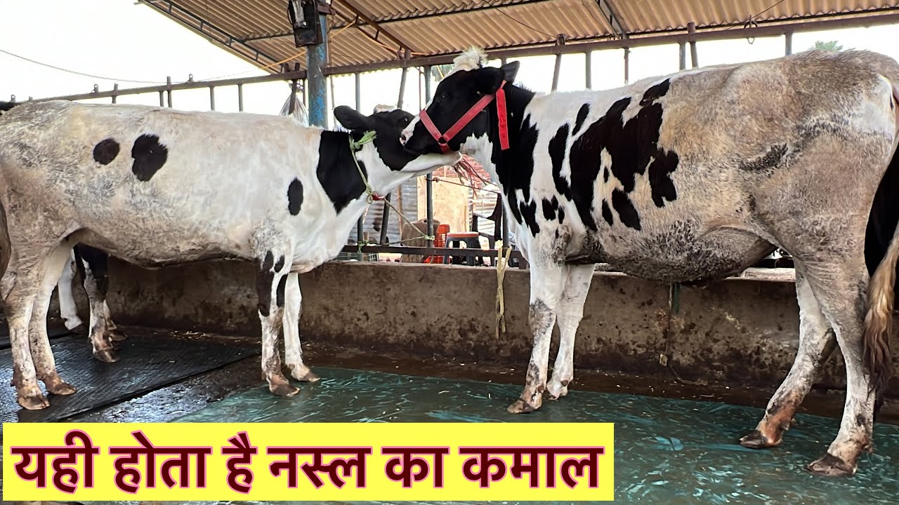यही होता है नस्ल का कमाल,,,HF breed heifers wws heifers Denmark calf # ...