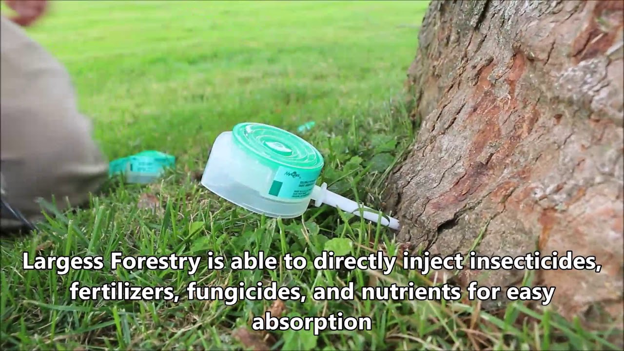 Largess Forestry: Tree Injections For Tree Health - YouTube