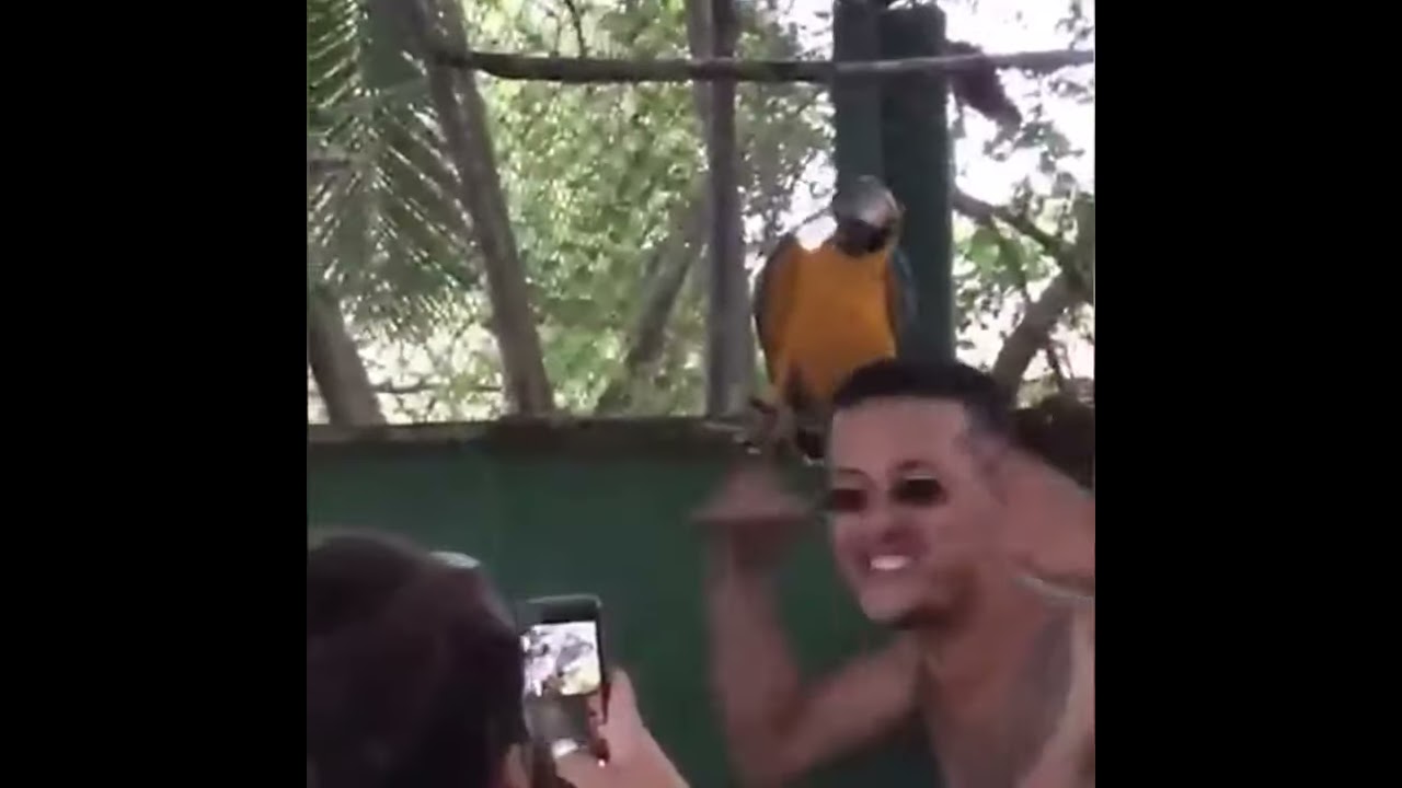 Parrot Rave - YouTube