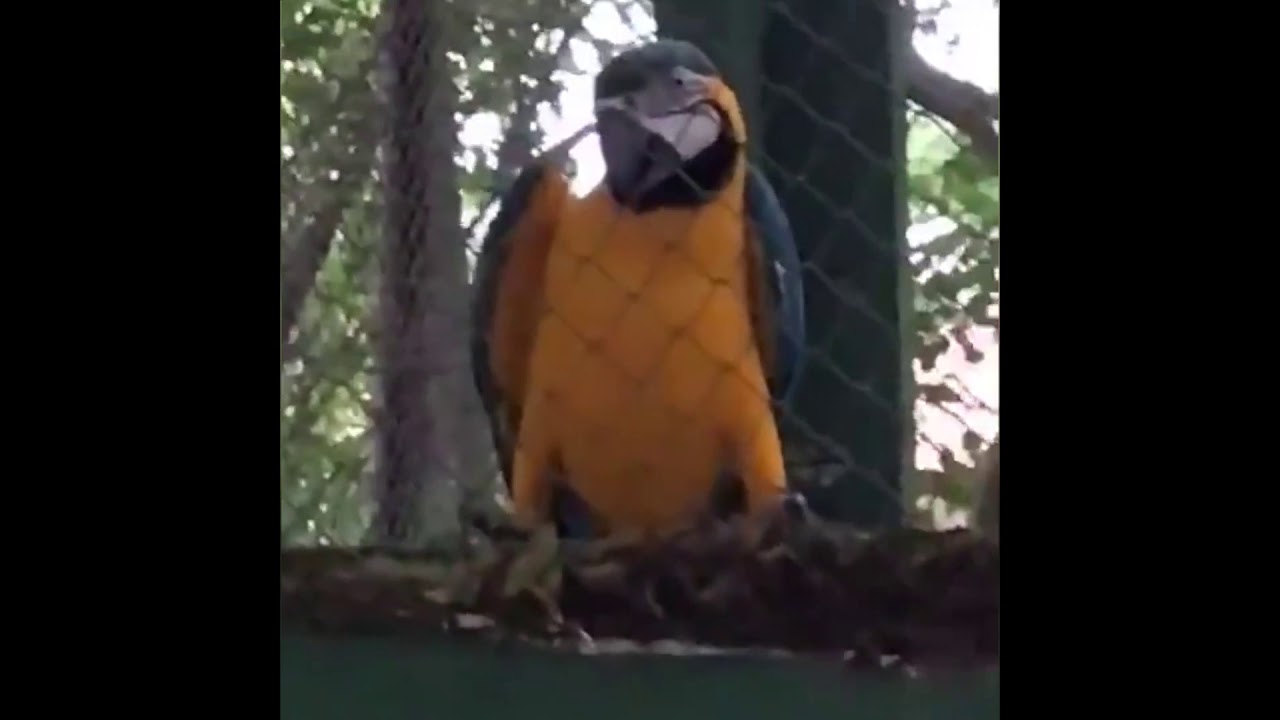 Parrot Rave - YouTube