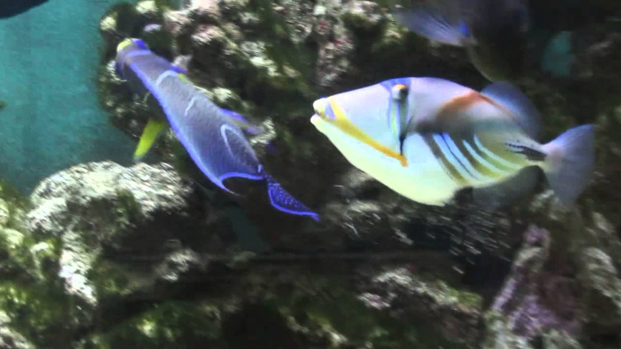 Bac Fish Only - 160223 - YouTube