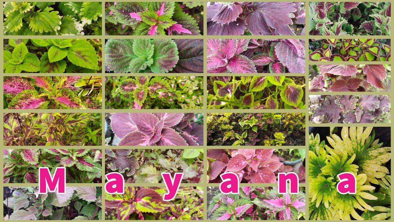 Mayanas in my garden /Iba't ibang Mayana #gardeningideas #mayana # ...