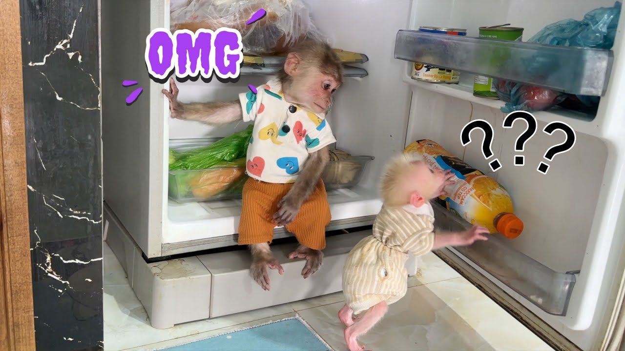 Monkey SinSin and baby monkey ZiZi open the refrigerator to look for ...