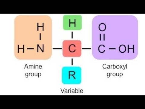 how to effectively draw all the 20 amino acids - YouTube