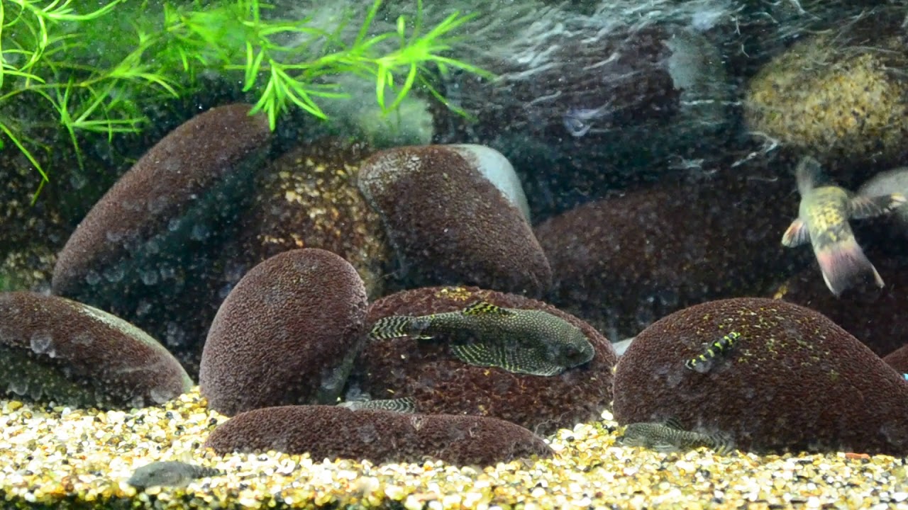 Hillstream fish easting Repashy - YouTube