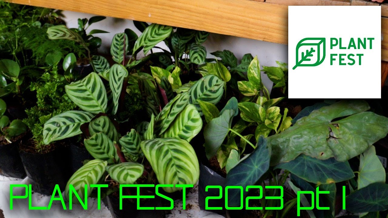 PLANT FEST 2023 pt 1 | Gran evento de plantas | - YouTube