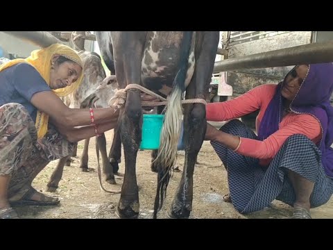 gircross cow milking by hand, after delivery#first time #cow milking ...