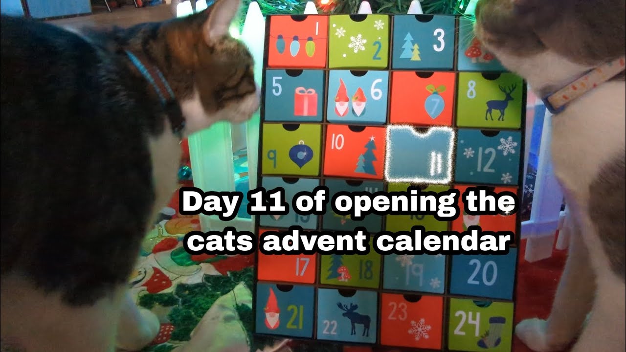 Day 11 of opening the cats advent calendar - YouTube