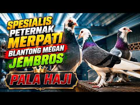 Grebeg Peternak Merpati Tradisional... Berawal dari Iseng jadi Ladang Cuan 