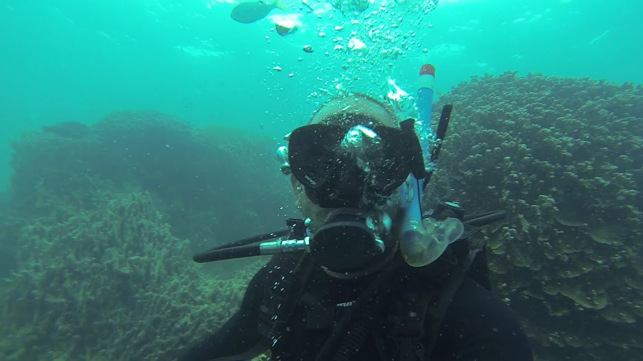 Scuba Diving - Blue Pearl Bay, Hayman Island - YouTube