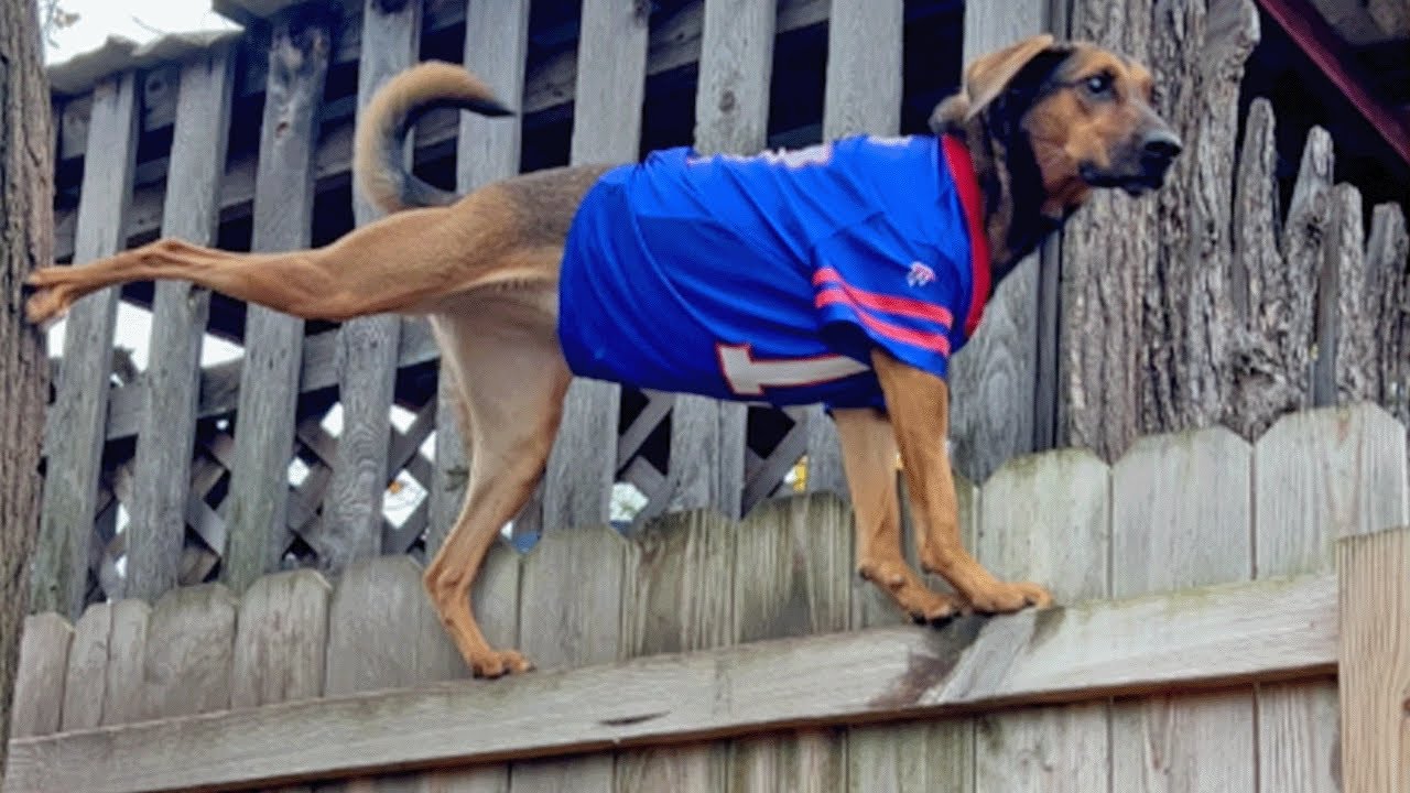 'She's literally climbed up there': Rescue dog loves scaling the fence ...
