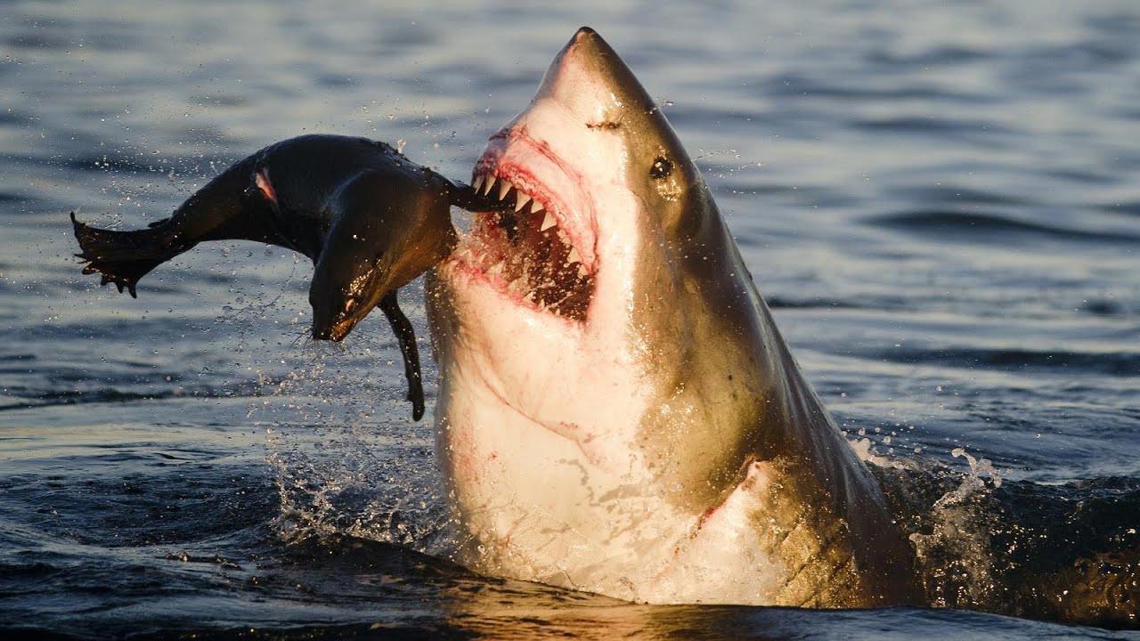 Shark and Seal Documentary (Fist of Predators) Animals and Insect TV ...