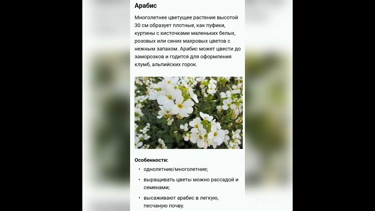 неприхотливые цветы для дачи однолетние и многолетние с описанием - YouTube