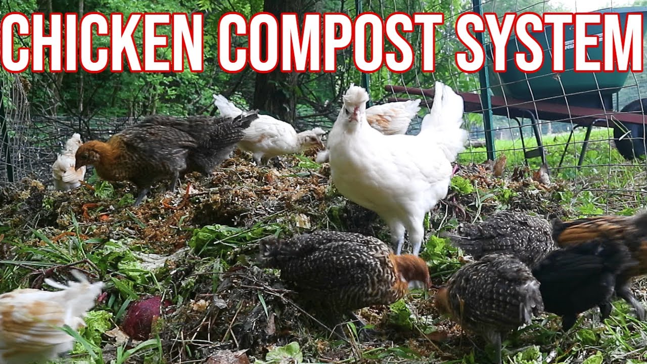 Starting a Chicken Compost System │ FREE Tomato Trellis and Raised Beds ...