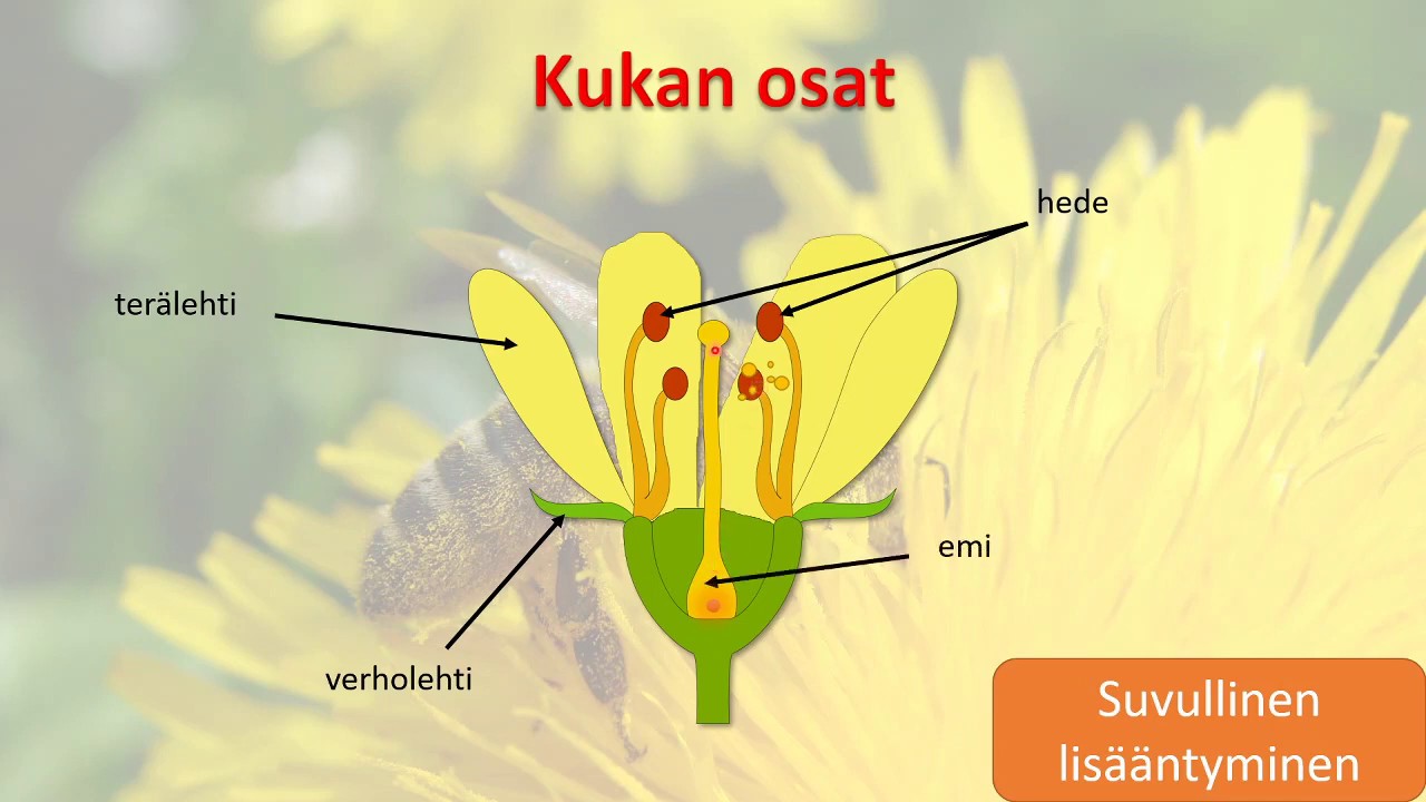 Kasvit lisääntyvät - YouTube