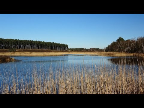 Natuurgebied De Teut ⏩ Reserve naturelle de Teut - YouTube