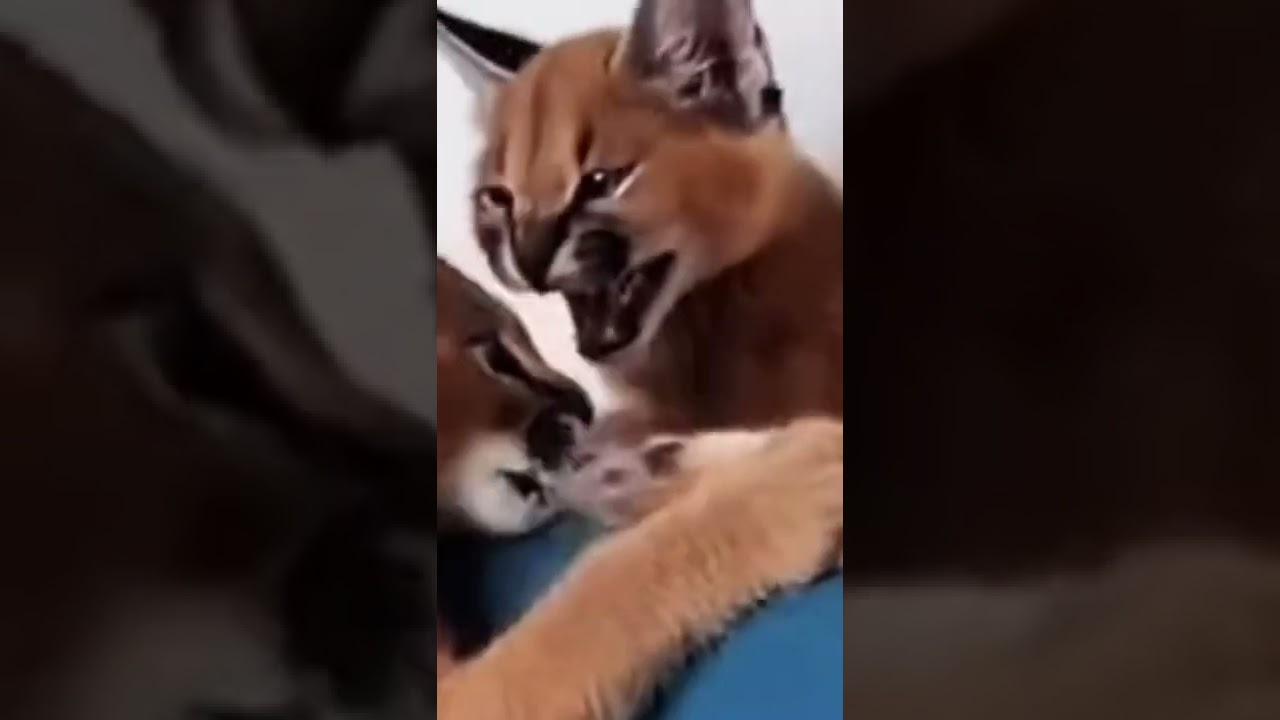 Floppas The Flopper - YouTube