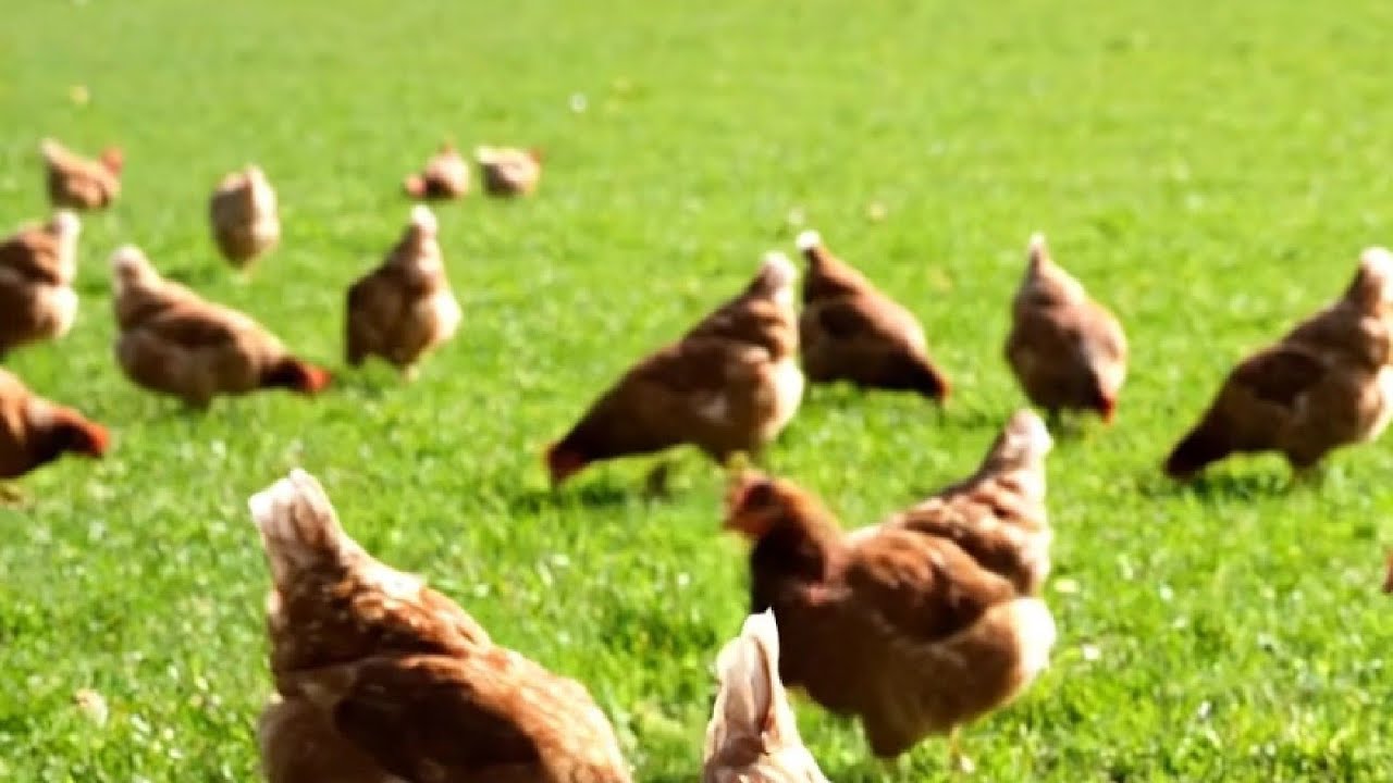 This is why I Talk about the Noiler Chicken Breed - YouTube