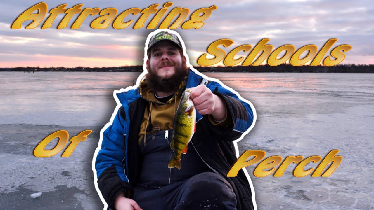Attracting Schools of Perch - YouTube