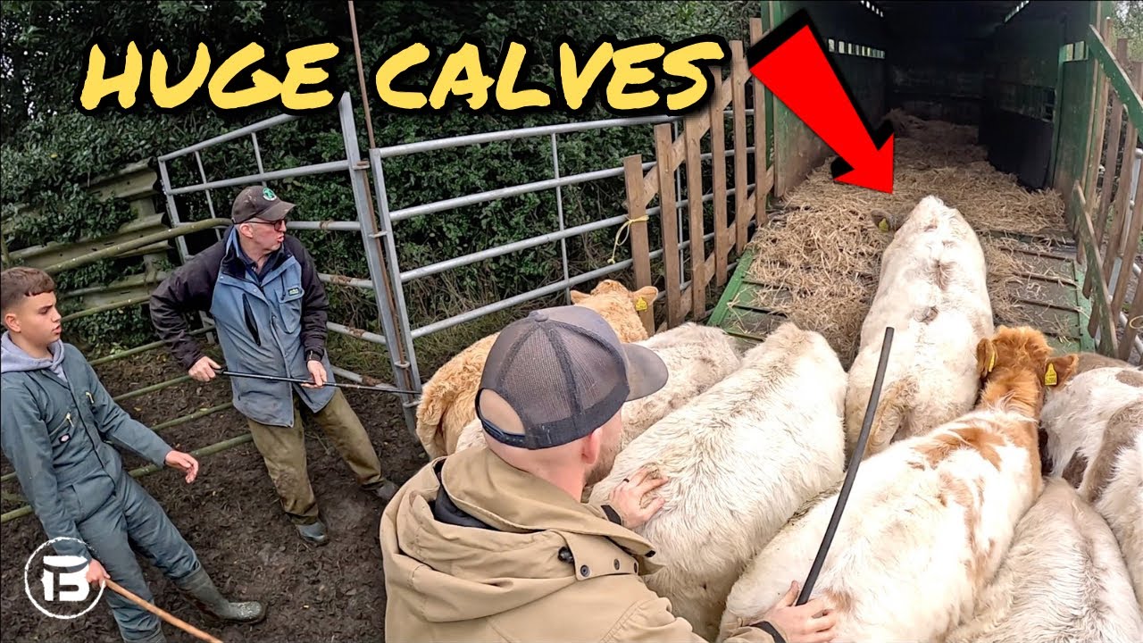This Is The BEST Calf Crop We Have EVER Had | These Cows Are Impressive ...